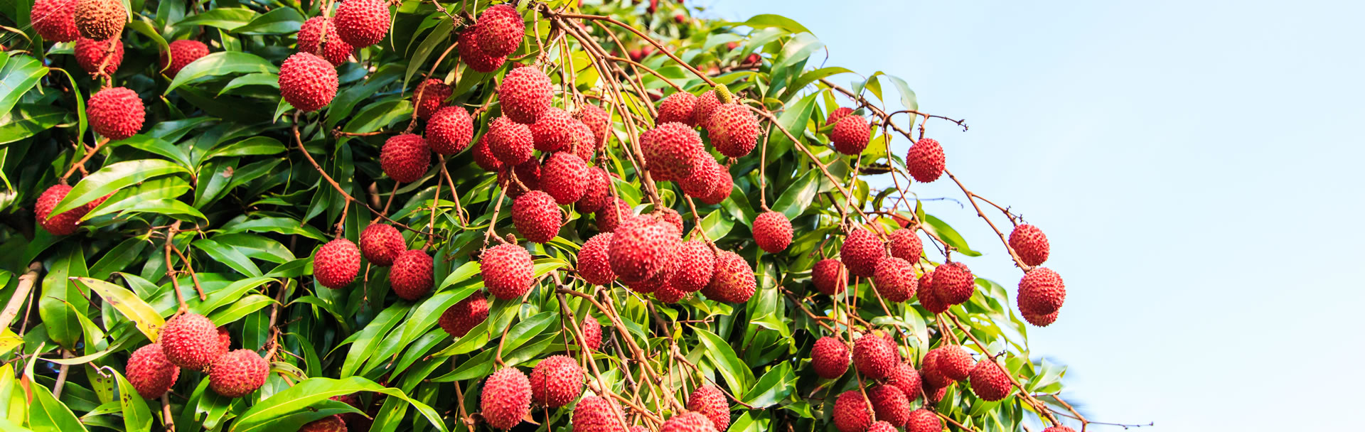 Pollination Services - Hinchinbrook Honey